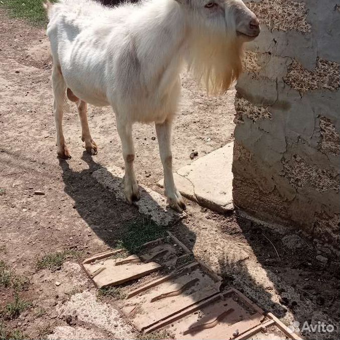 Козел зааненский