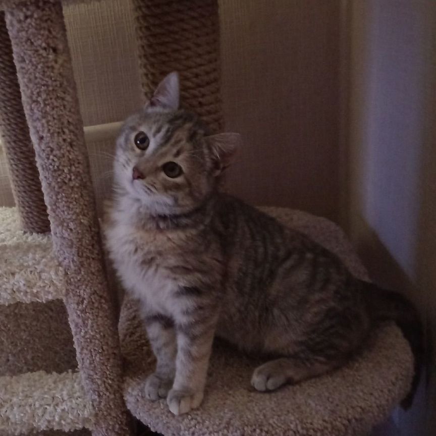 Котенок Хорошечка