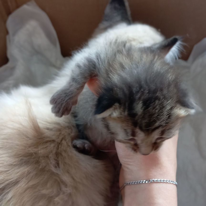 Котята от домашней кошки