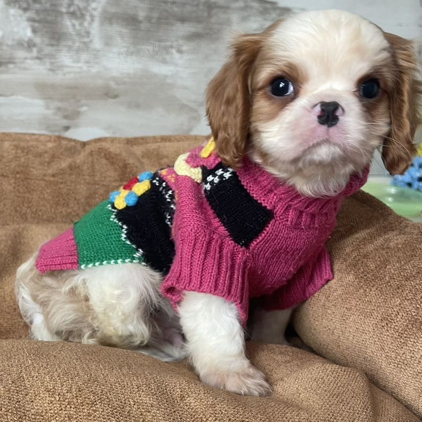 Кавалер кинг чарльз спаниель