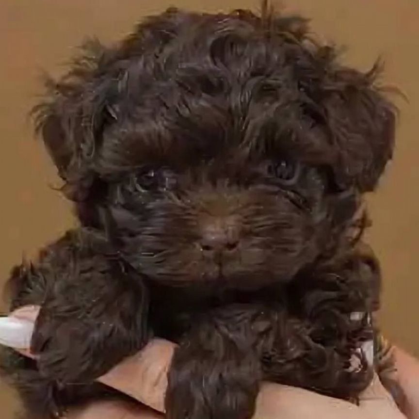 Мальтипу, щенок