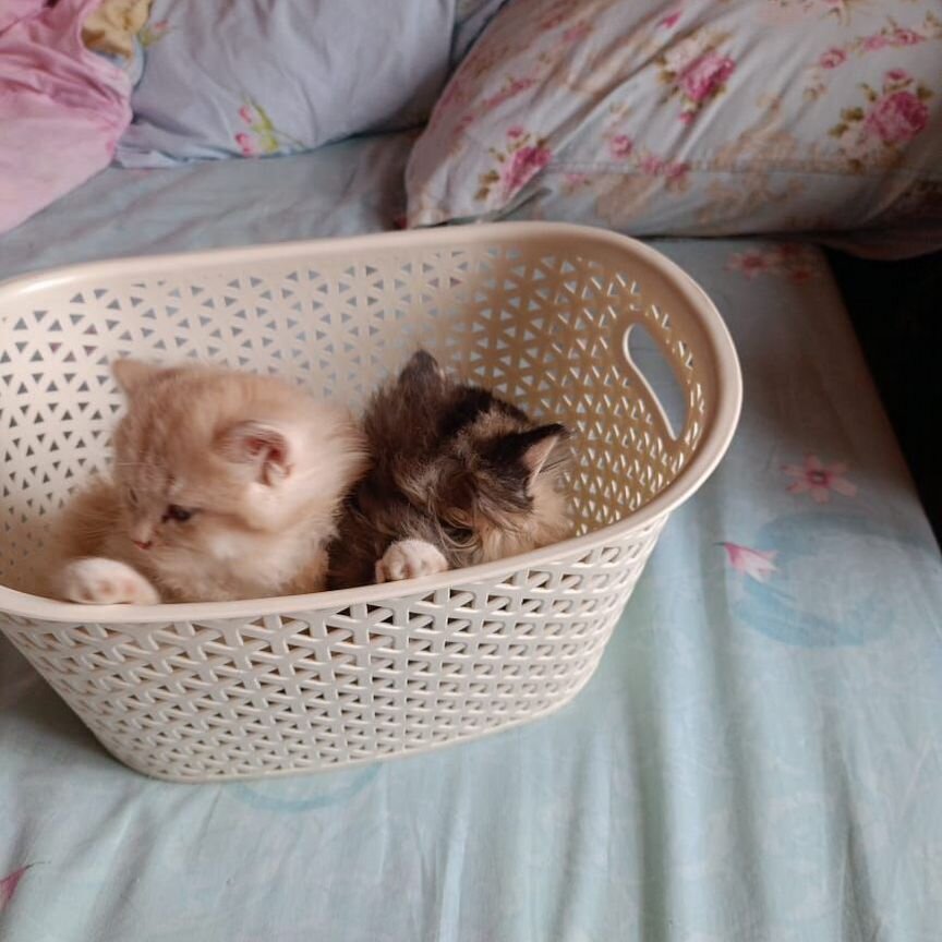 Котята в добрые руки даром бесплатно