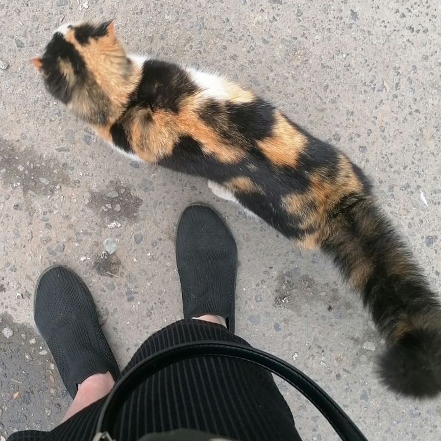 Вислоухая кошка ищет дом