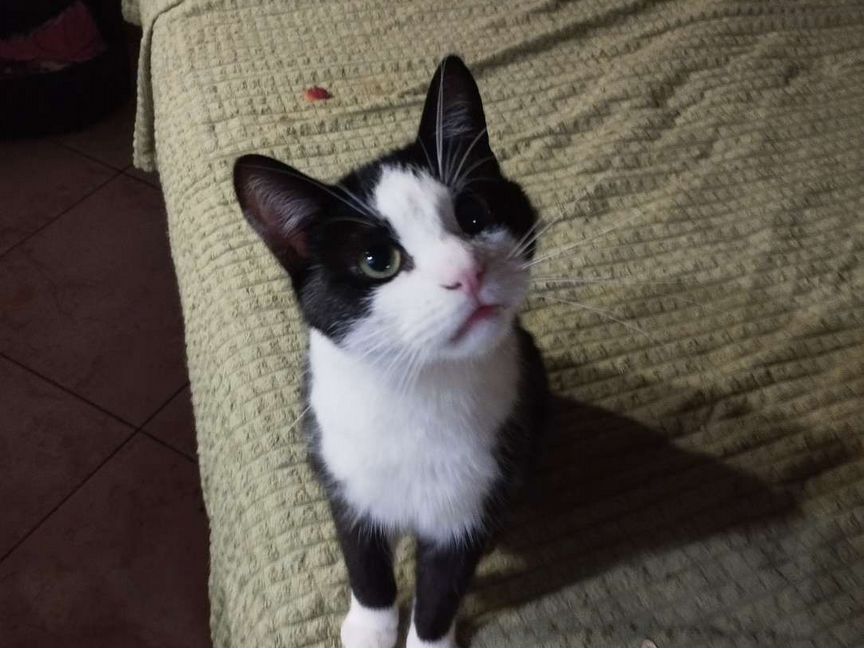 Отдам кота в добрые руки