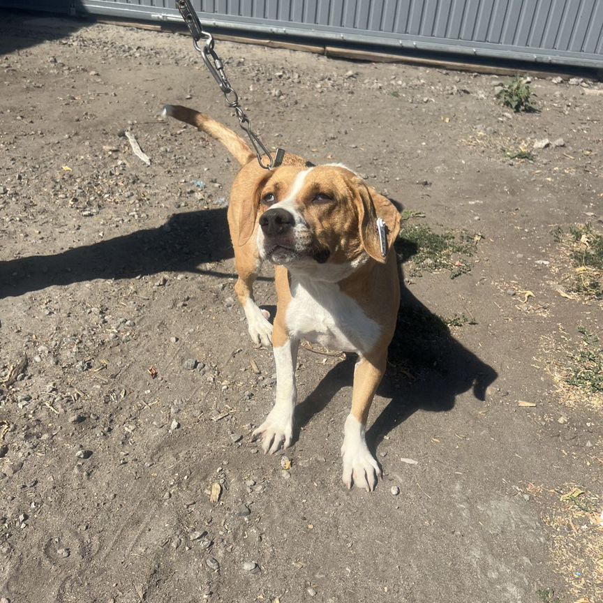 Собака в добрые руки