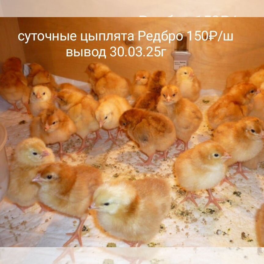 Цыплята суточные