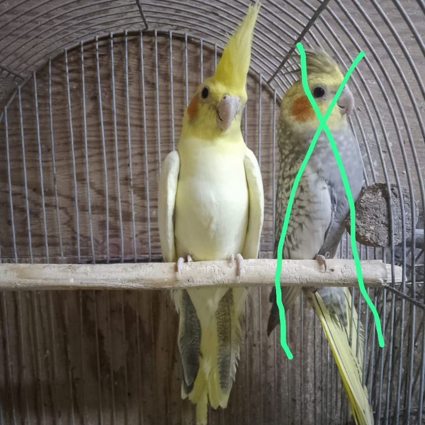 Попугай корелла