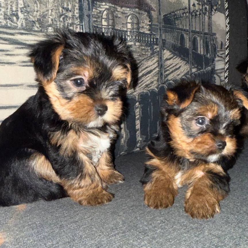 Йоркширский терьер, щенок