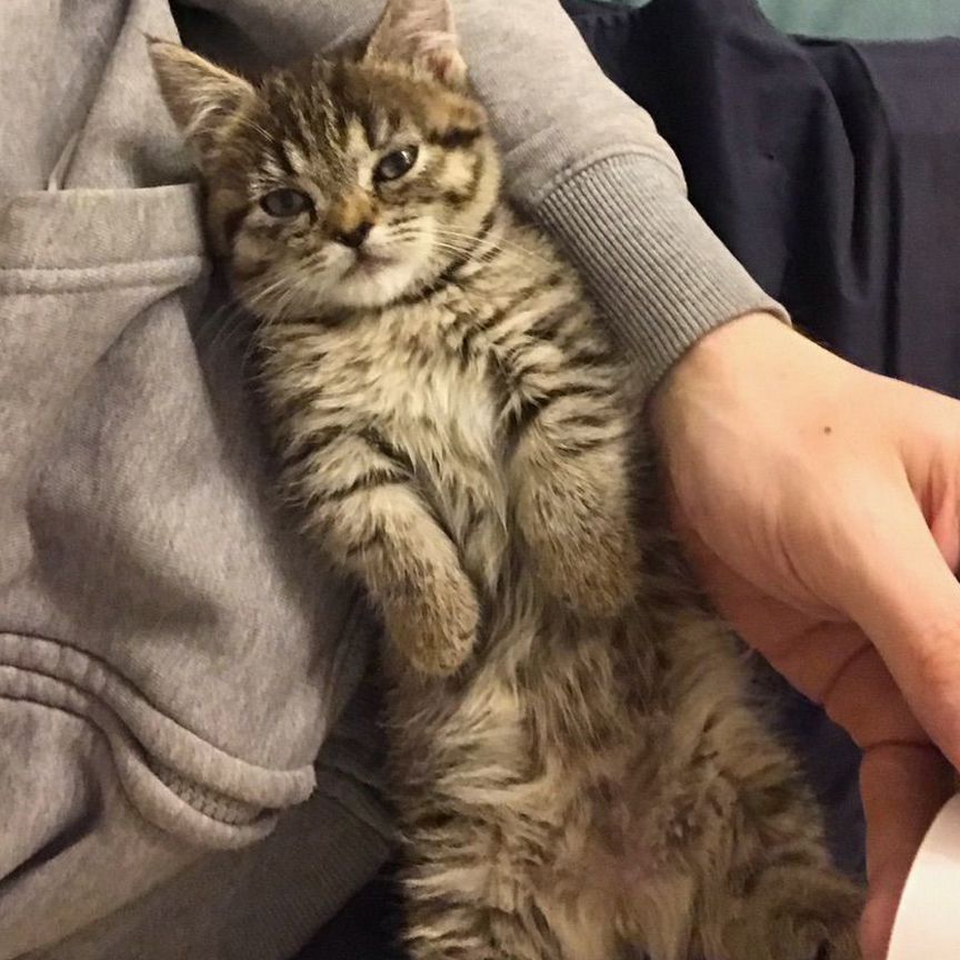 Манчкин котёнок