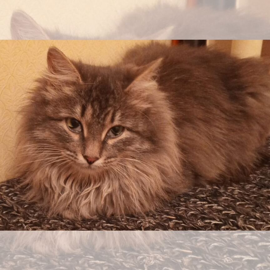 Сибирячка кошка