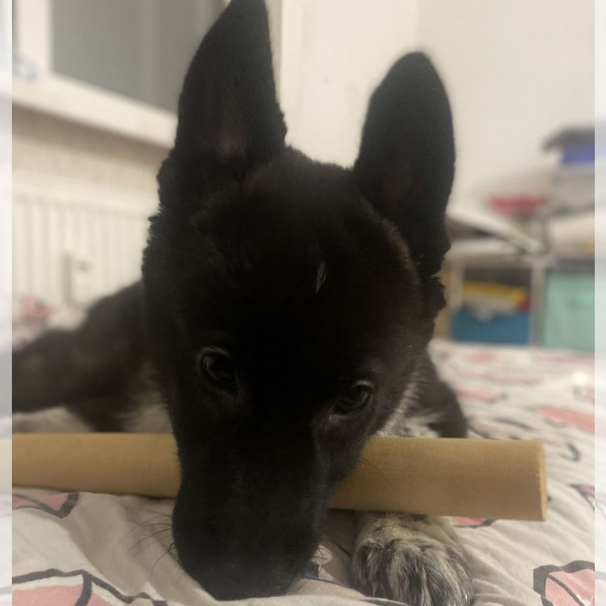 Русско-европейская лайка, щенок