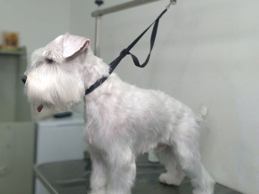 Цвергшнауцер вязка