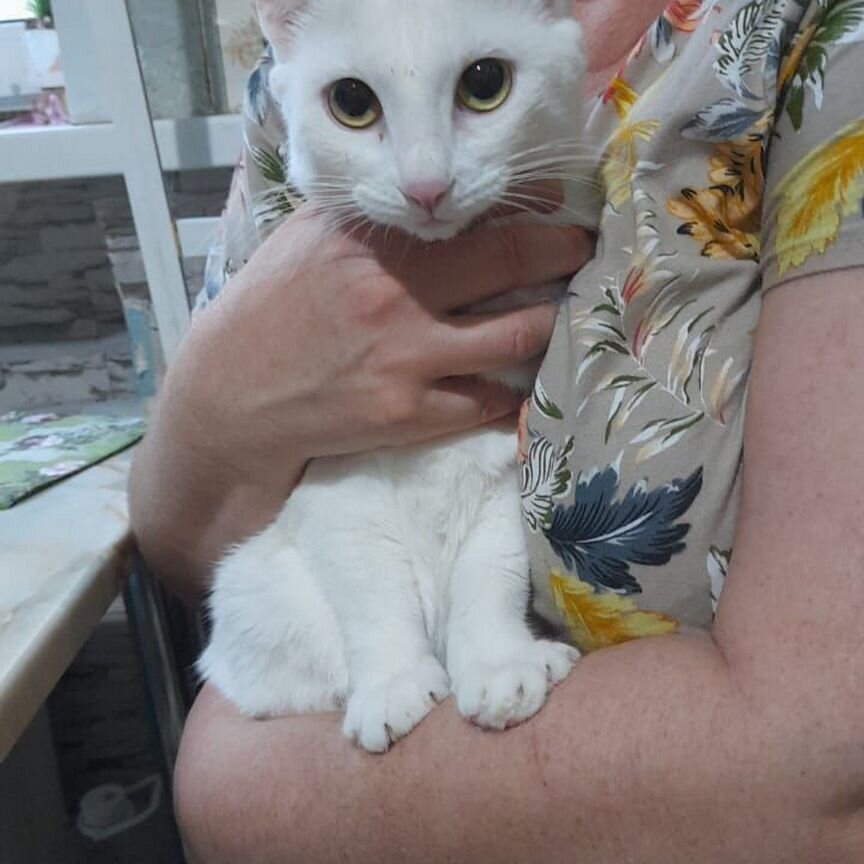 У женщины деменция погибают кошки