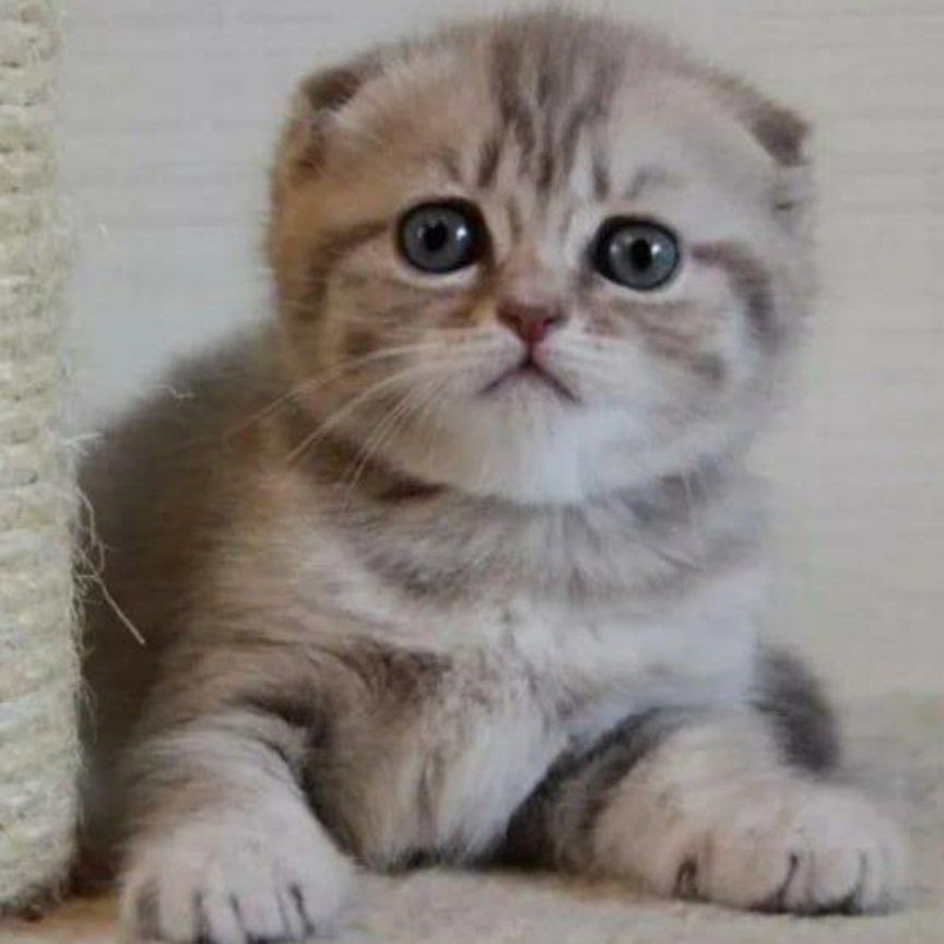 Шотландский вислоухий короткошёрстный котёнок