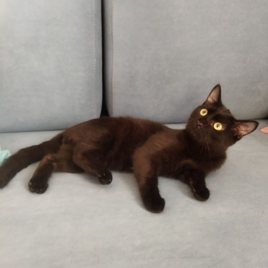 Котик