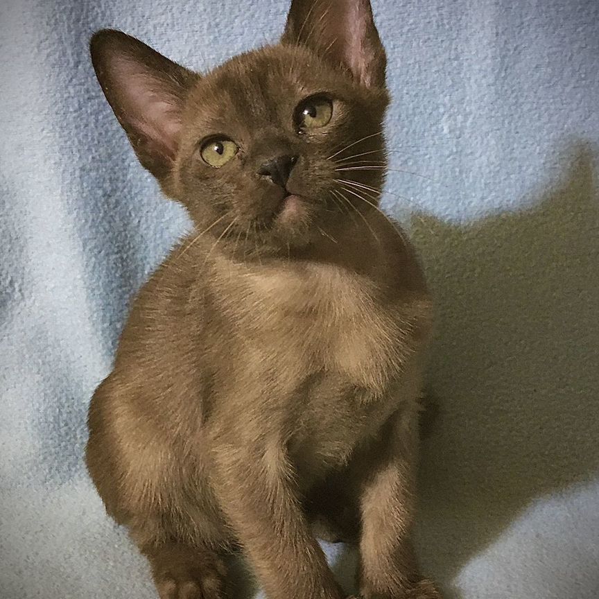 Европейская Бурма - котята