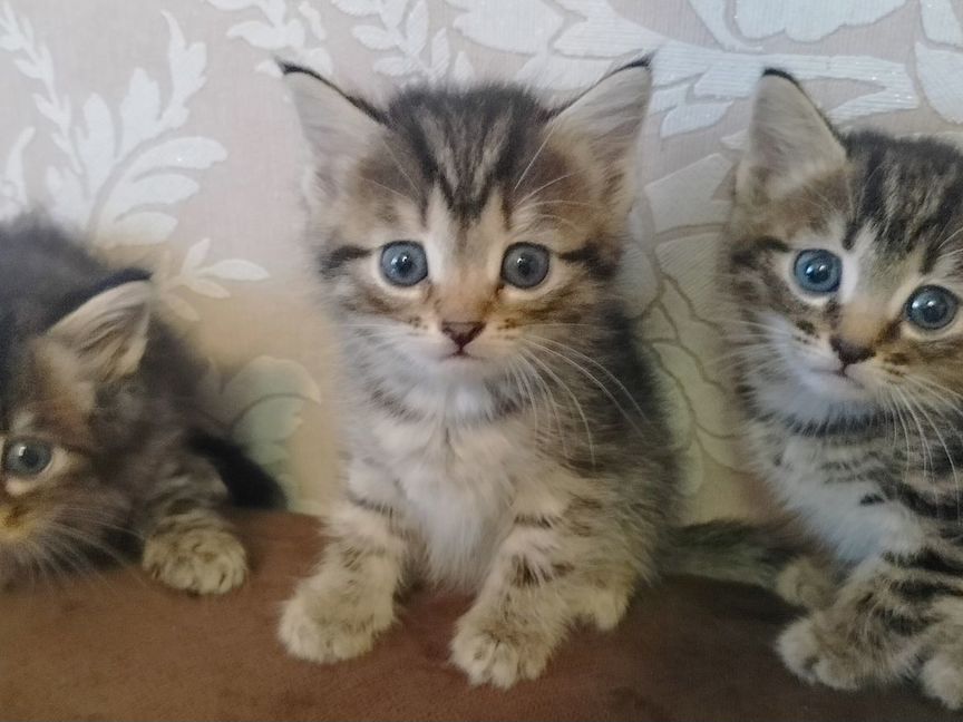Котята