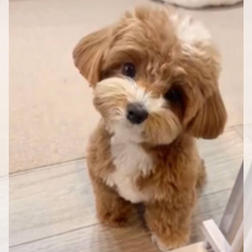 Мальтипу, щенок