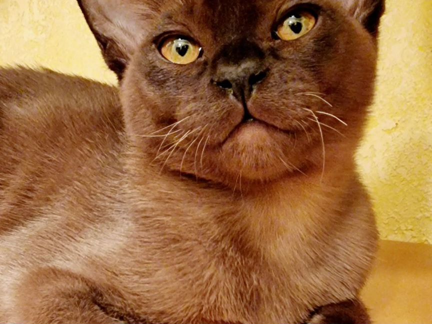 Котик. Европейская бурма, 4 м, питомник, документы