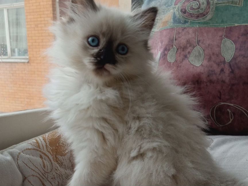 Шотландский котёнок