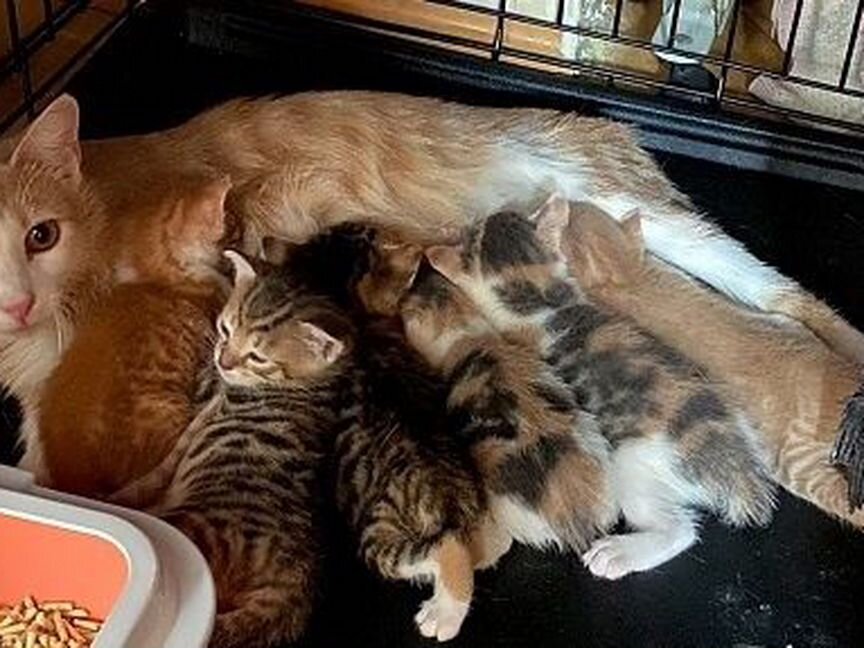 Рыжий котенок