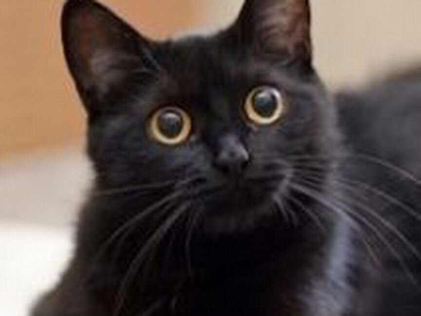 Котик кастрированный