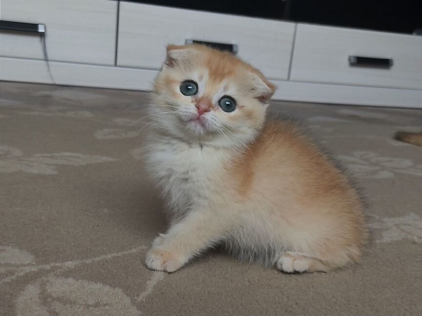 Шотландские золотые котята