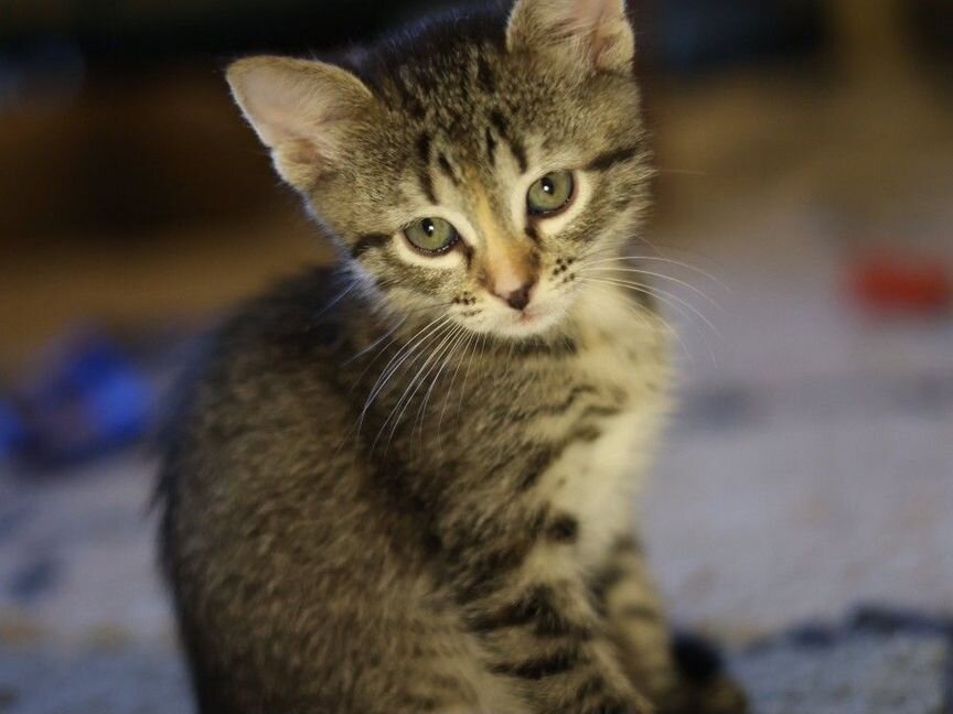 Котенок Лена ждёт мамочку