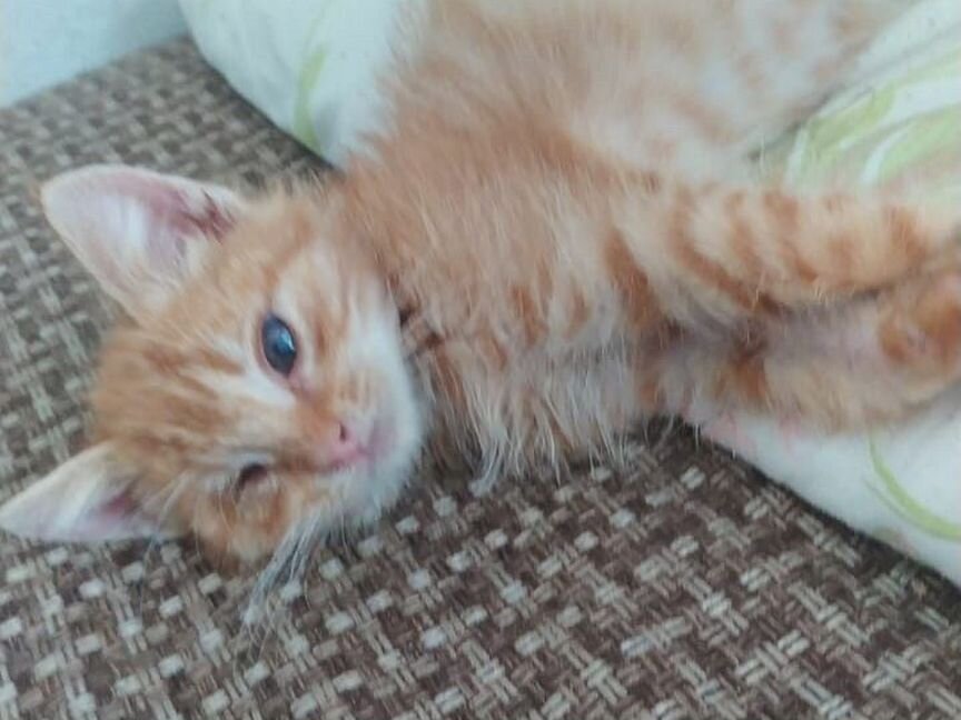 Особенный игривый котенок