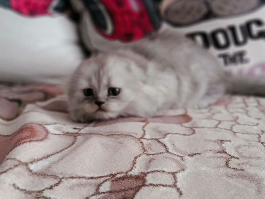Шотландский котик