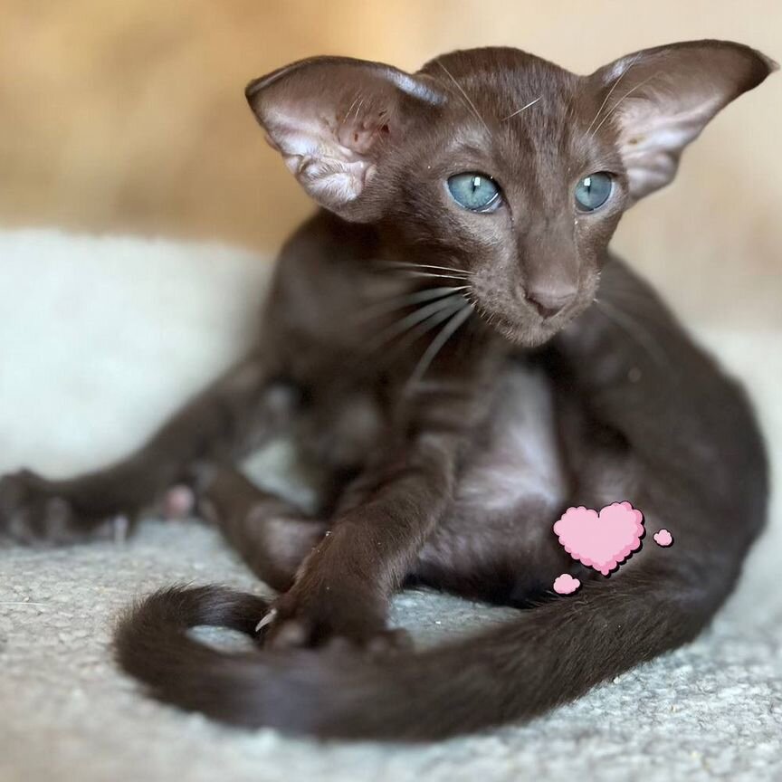 Ориентальный котёнок