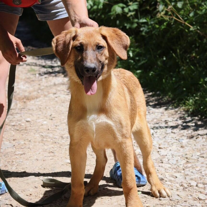 Собака в добрые руки отдам бесплатно