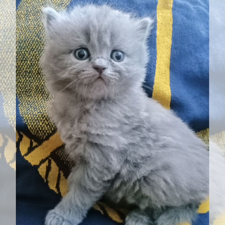 Британский короткошёрстный котёнок