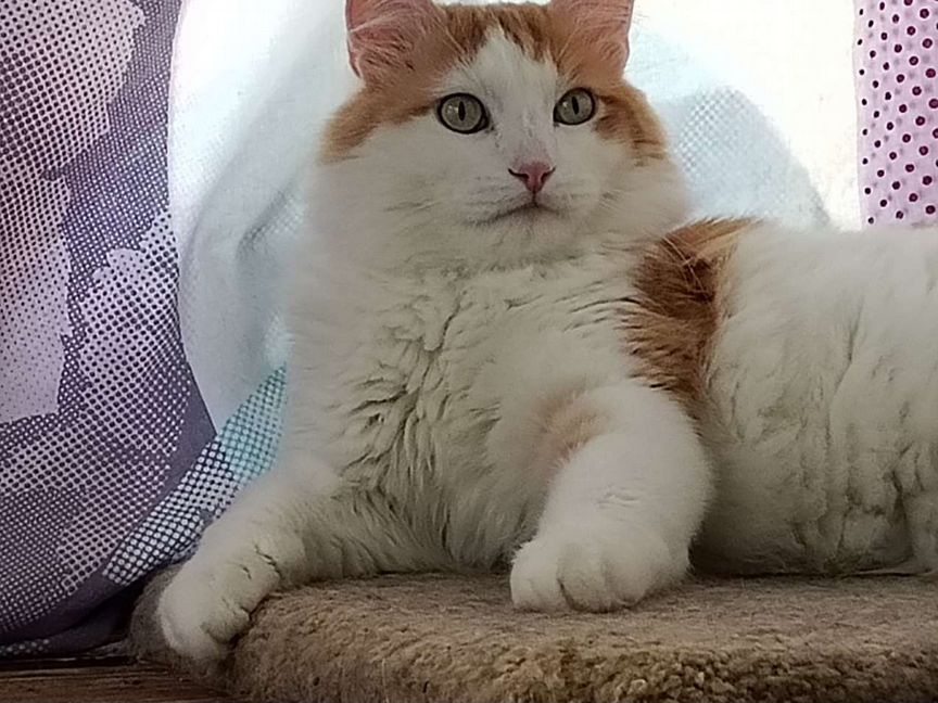 Химик