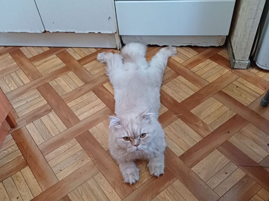 Кот в дар