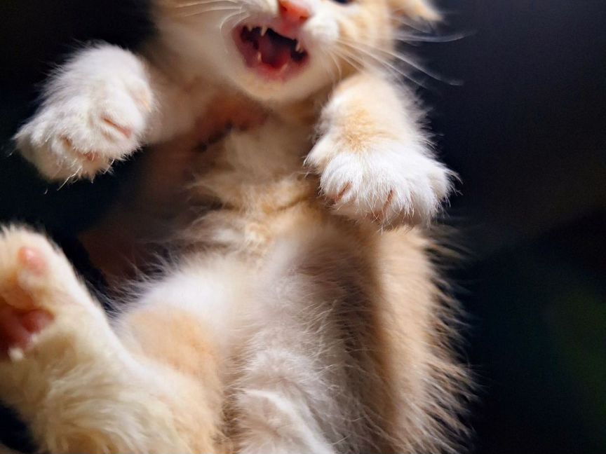 Крупные мейкунята гибриды