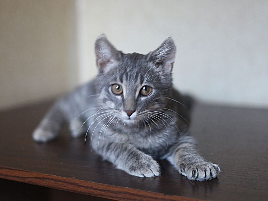 Котёнок Эшли готов обнимать и целовать всех