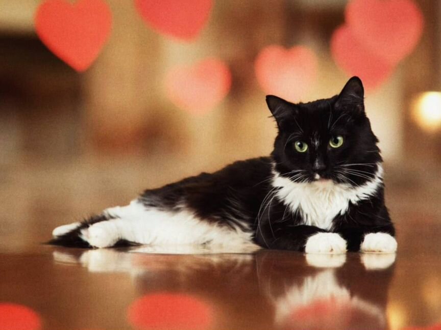 Кошечка из приюта