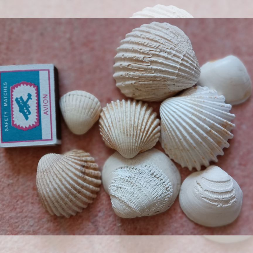 Ракушки для аквариума