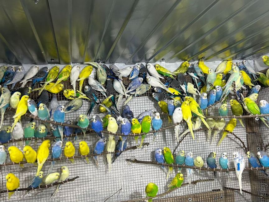 Волнистые попугаи оптом