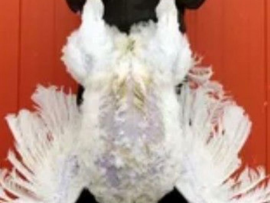 Индюки 3 месяца биг 6 броллер и бронза