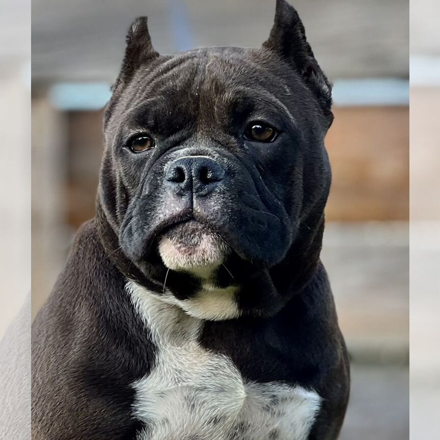 Американский булли, щенок