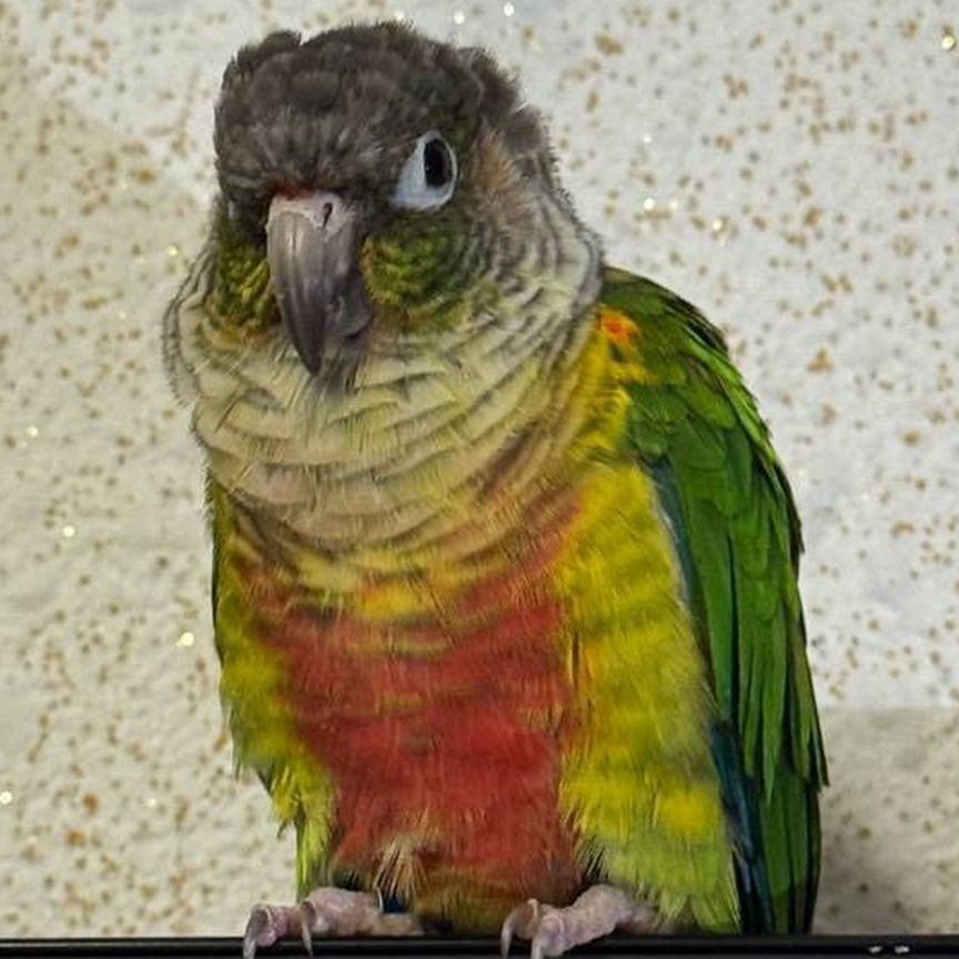 Попугай пиррура