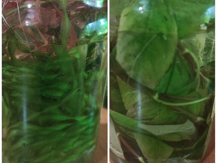 Аквариумные растения