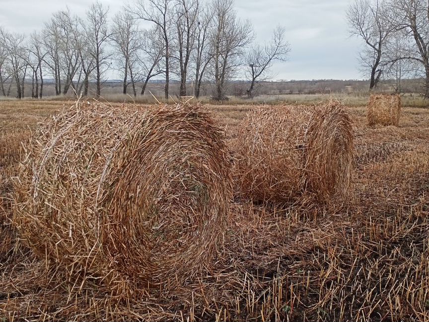 Солома гречихи