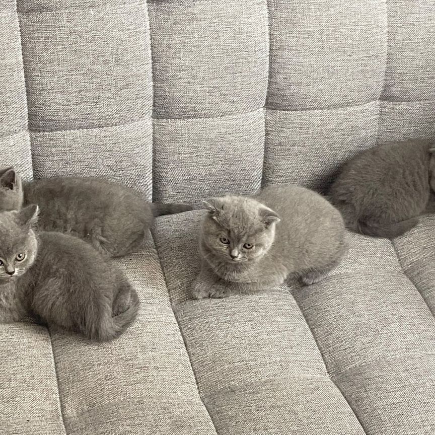Британские котята (2 вислоухих, 2 прямоухих)