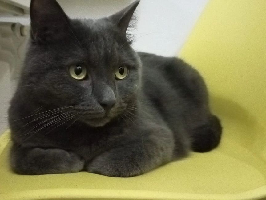 Кошечка ищет дом