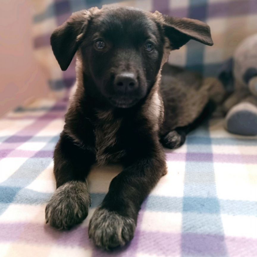 Щенок в добрые руки