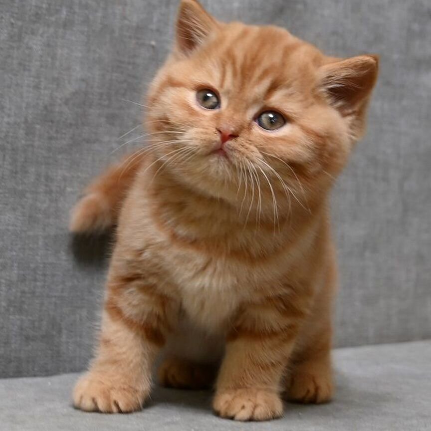 Рыжий британский котенок мальчик