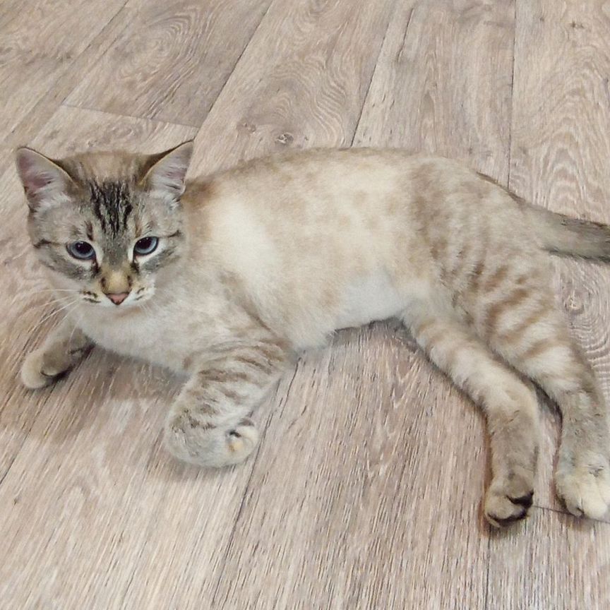 Тайская кошечка